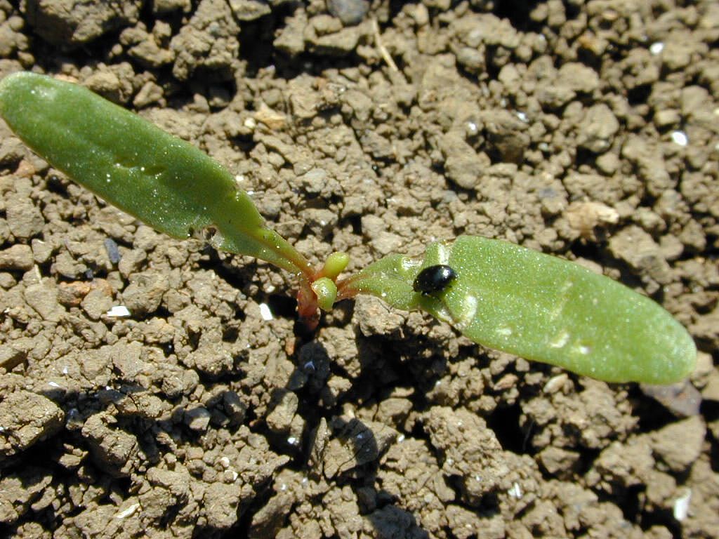 La lutte contre les altises - Recherche et expertise au service de la ...