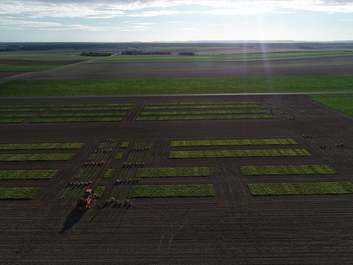 La récolte des essais ITB et PNRI C a débuté. - Recherche et expertise ...