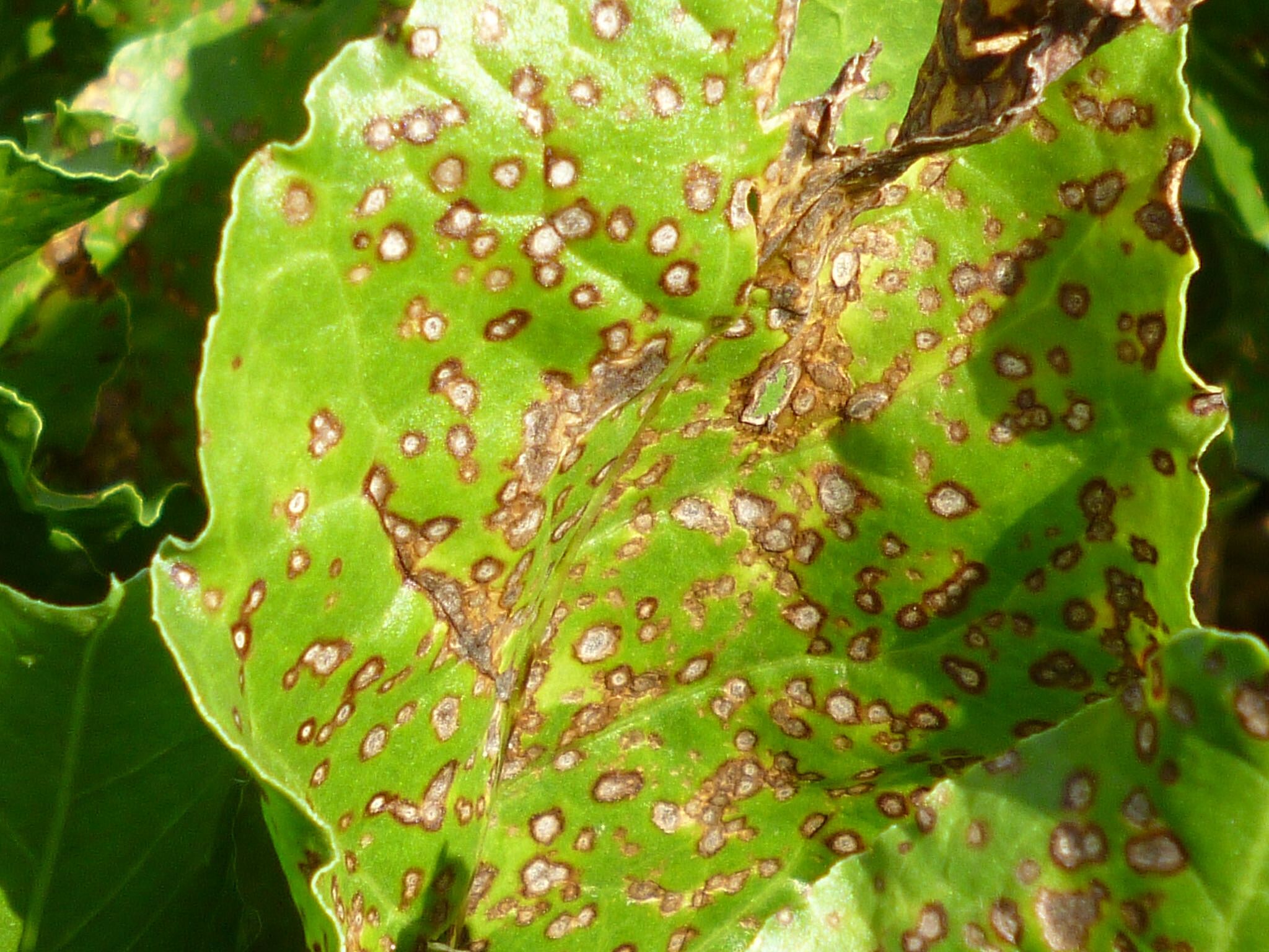 Mieux comprendre la cercosporiose - Recherche et expertise au service ...