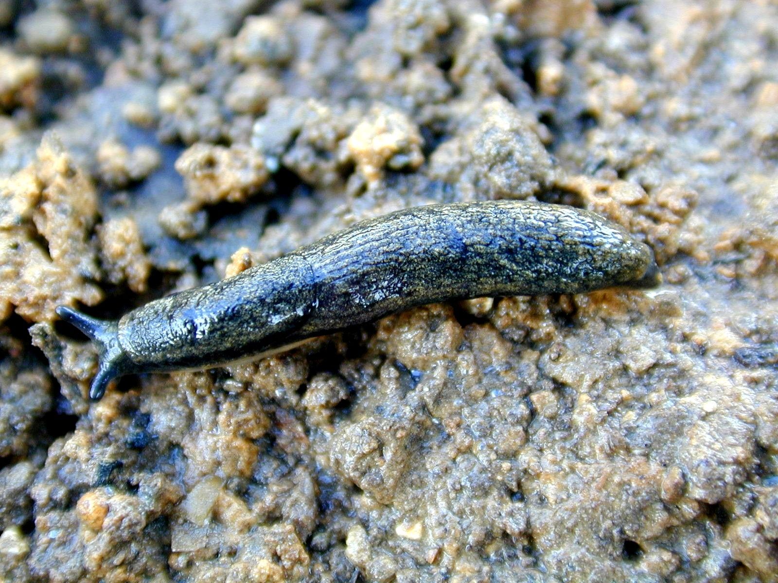 Article - Recherche et expertise au service de la filière betteravière